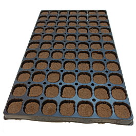 Lime Plug - Tray mit 77 Stk. ohne Loch - holos.ch